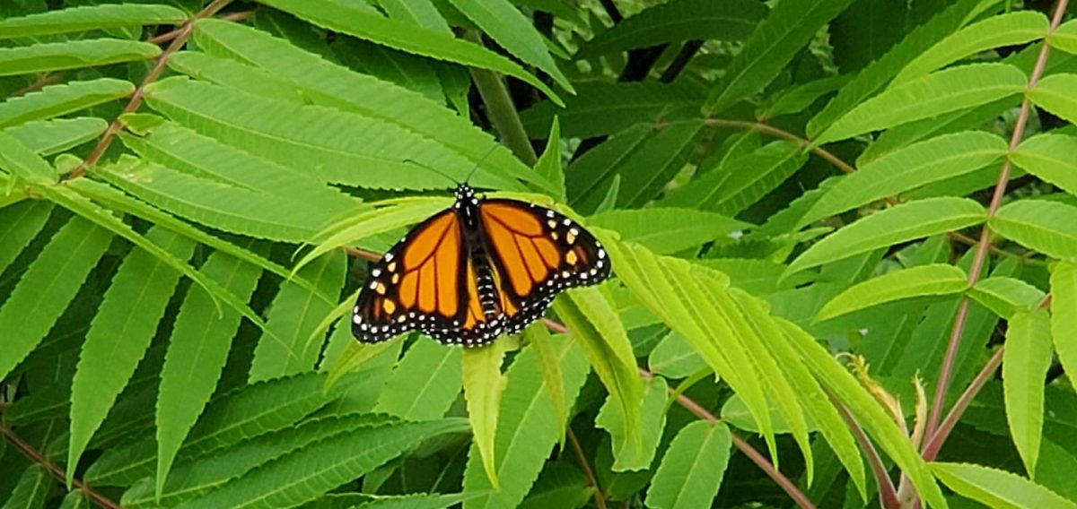 Middle School, Milkweed & Monarch by Vidya Bindal – Eco Ambassador ...