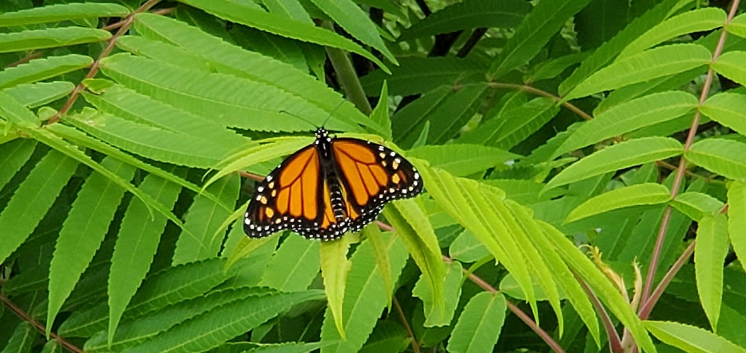 Middle School, Milkweed & Monarch by Vidya Bindal – Eco Ambassador ...