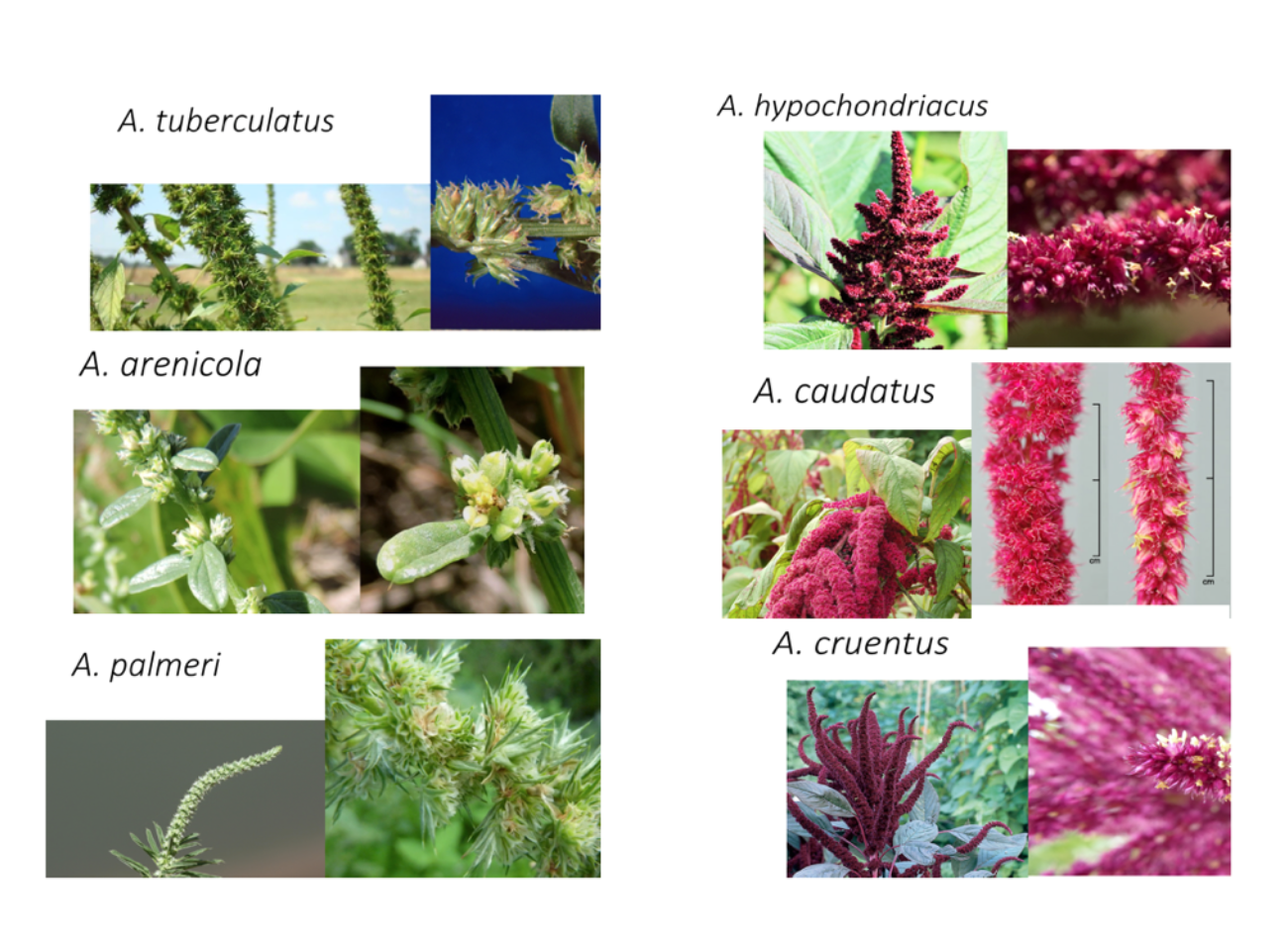 Mapping phylogenetic evolution of dioecy in Amaranthus – Jasmina Dzurlic