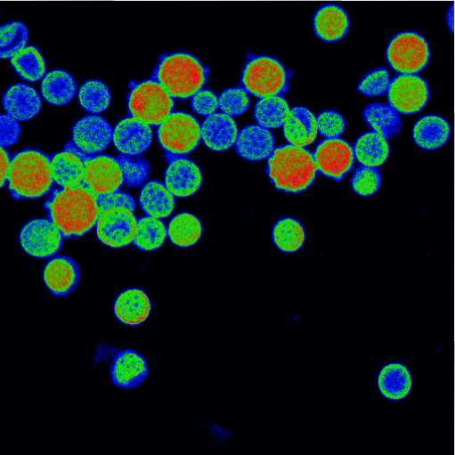 Mapping phylogenetic evolution of dioecy in Amaranthus – Jasmina Dzurlic
