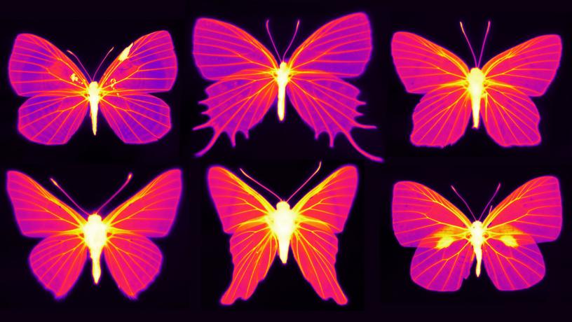 Designer Optics Group – Nanfang Yu's Optics Group