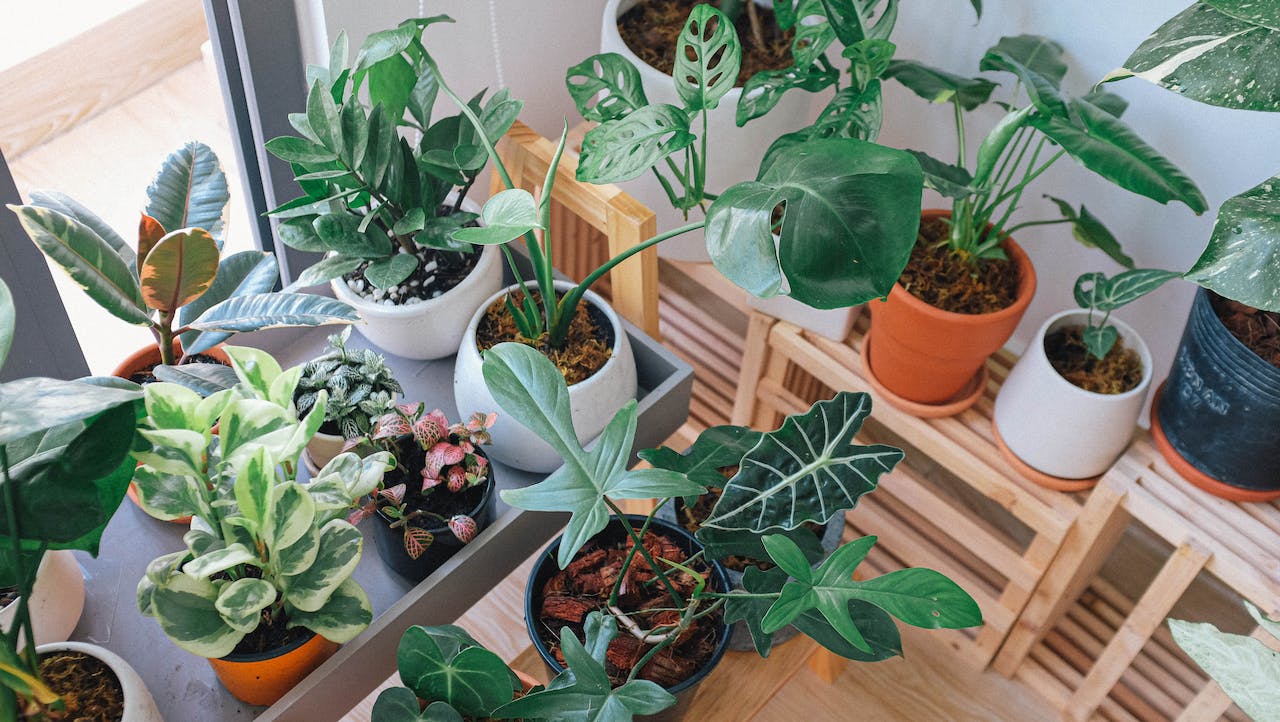 An Introduction to Creating an Indoor Oasis With Houseplants - tech.cu
