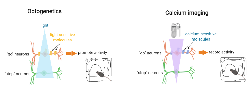 Shining light on the neurons that make you move – Columbia University ...