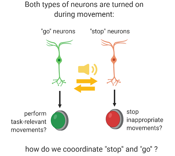 Shining light on the neurons that make you move – Columbia University ...
