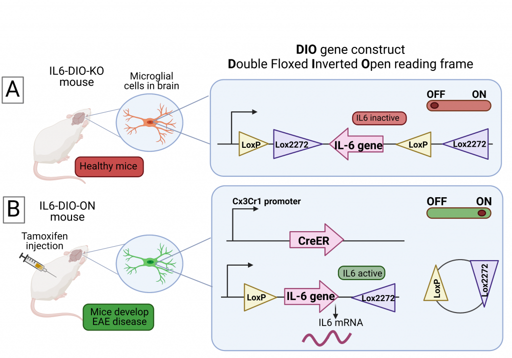mouse model – Columbia University Postdoc Society Blog