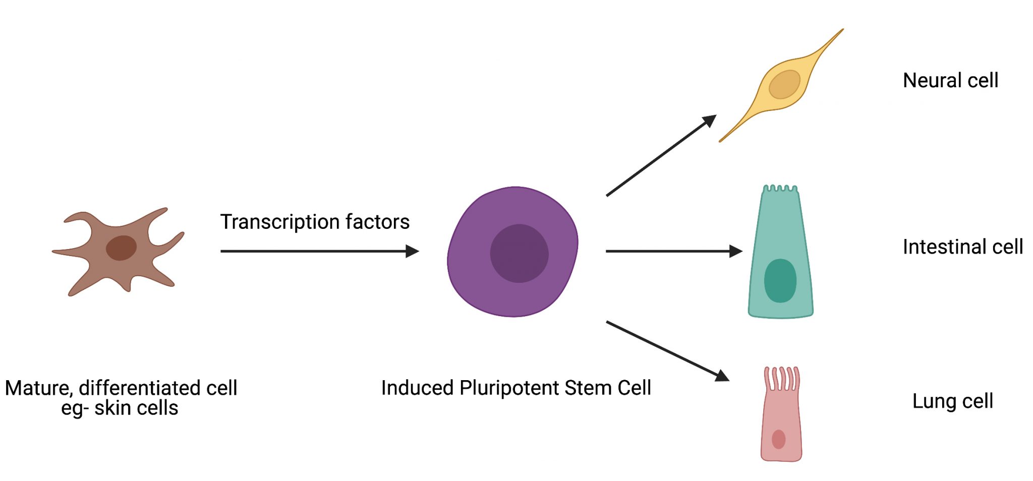 Transcription Factors And Cellular Fixer Uppers Columbia University