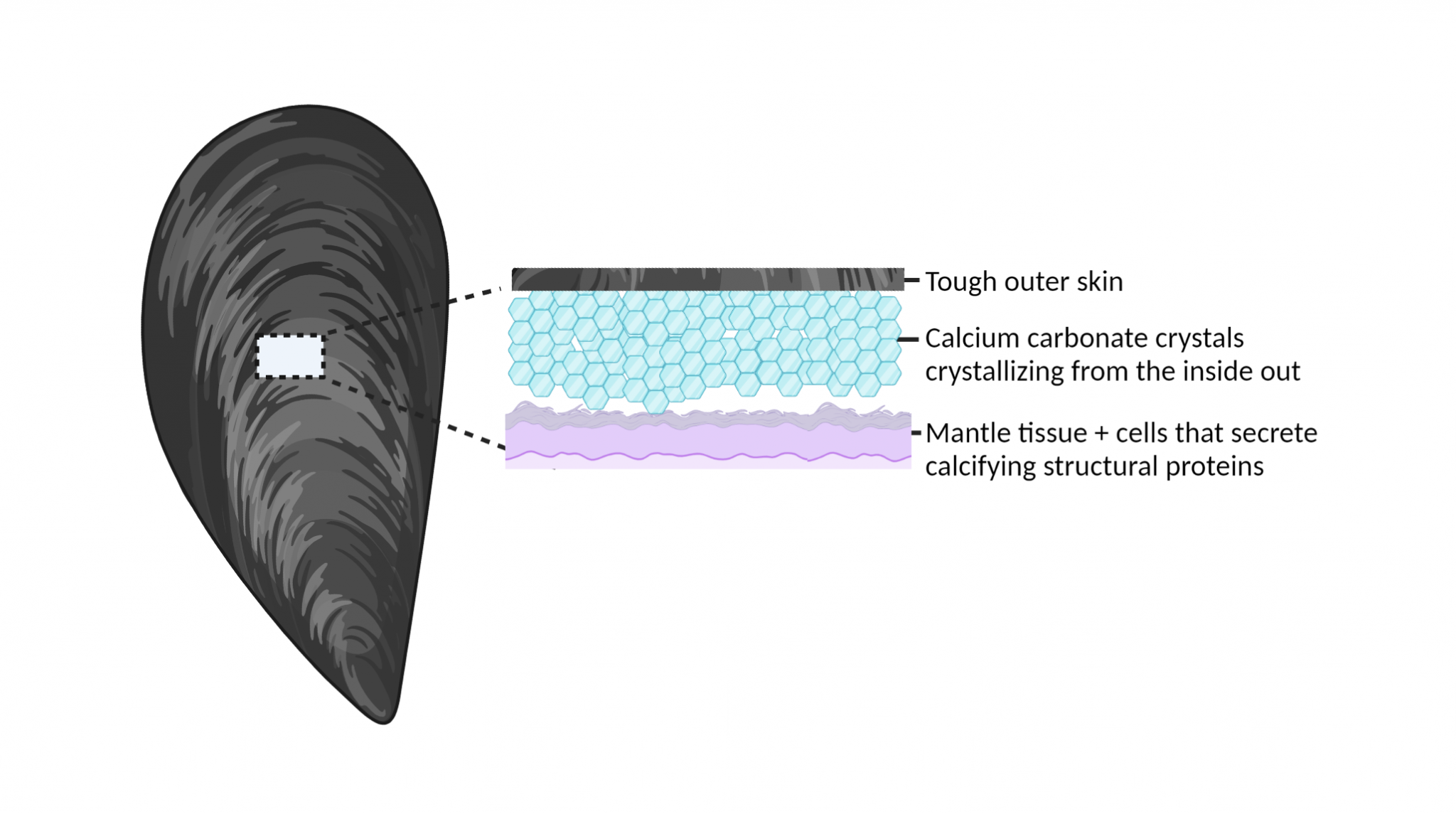 Musseling through climate change – Columbia University Postdoc Society Blog