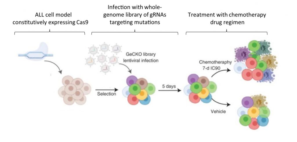 CRISPR versus acute lymphoblastic leukemia – Columbia University ...