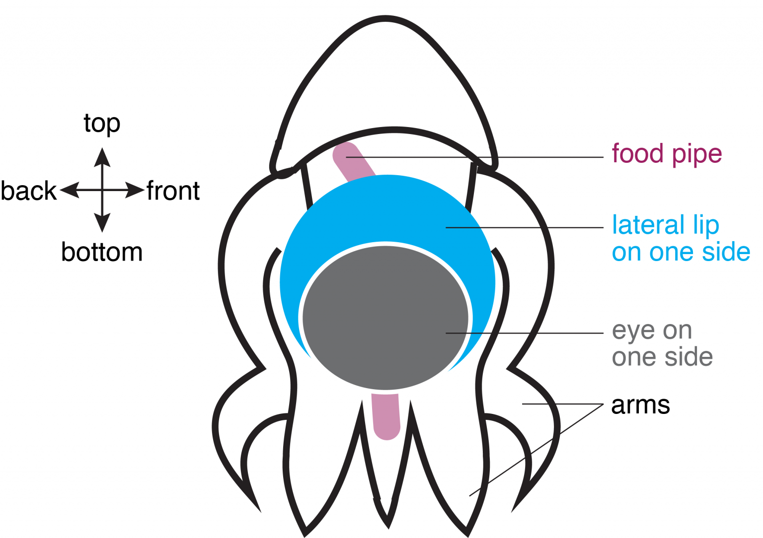 Newborn octopus neurons steadily march towards maturity from around the ...