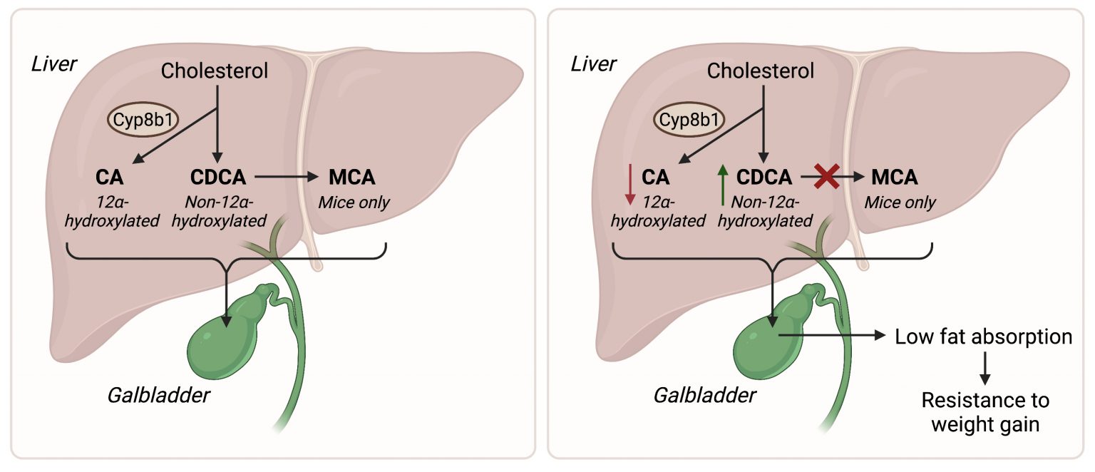 Why the gallbladder matters – The role of bile acids in metabolic ...