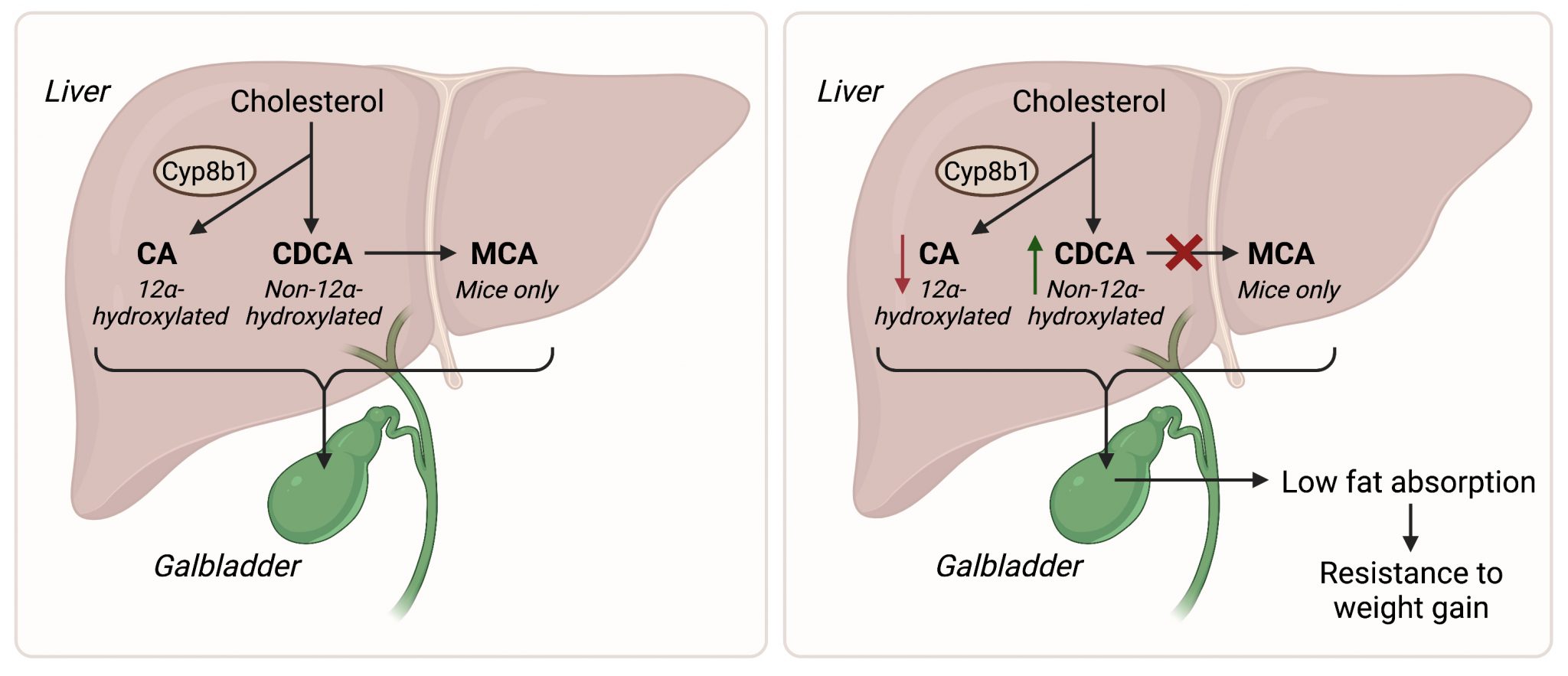 Why the gallbladder matters – The role of bile acids in metabolic ...