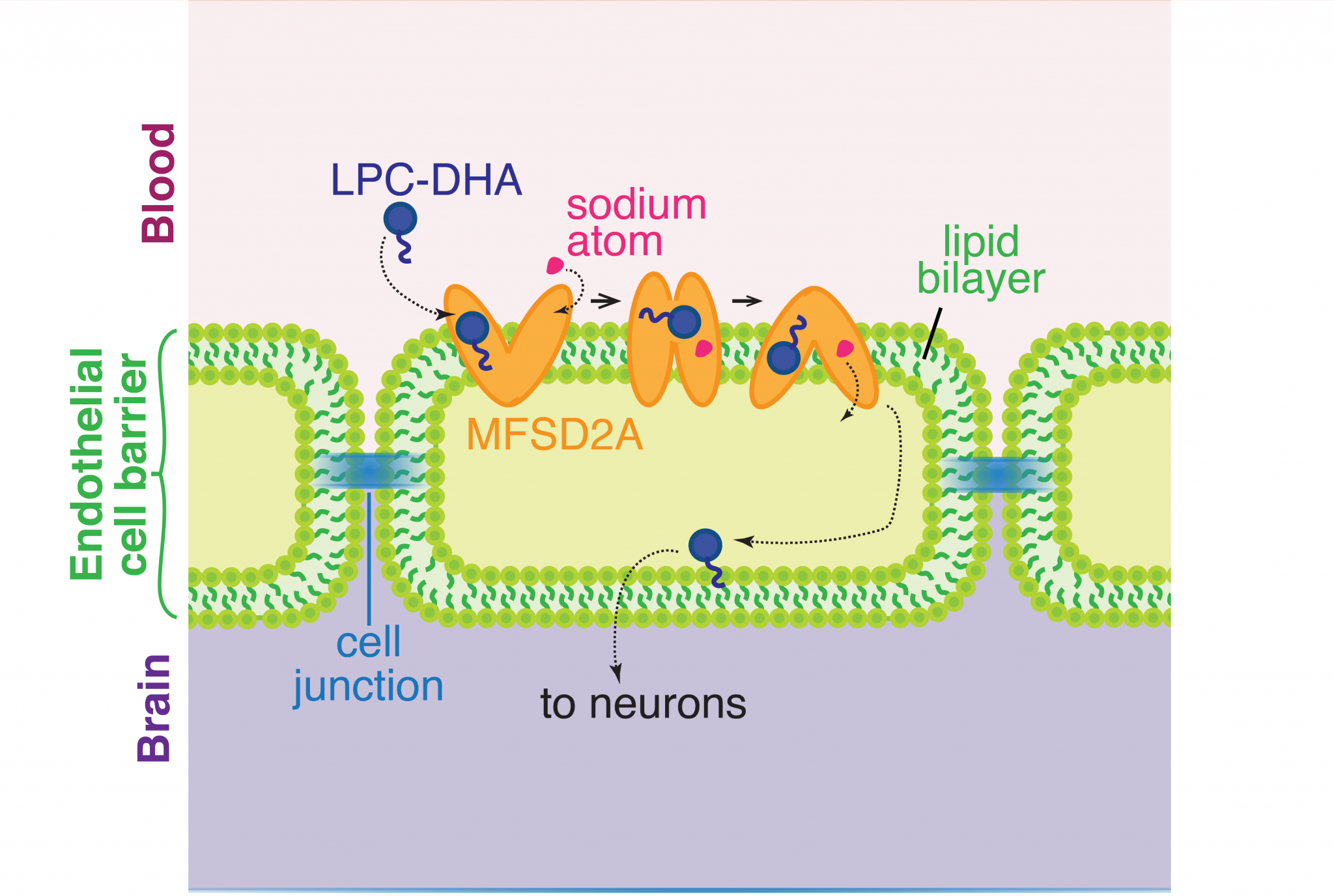 How a molecular structure explains the transport of fatty acids past ...