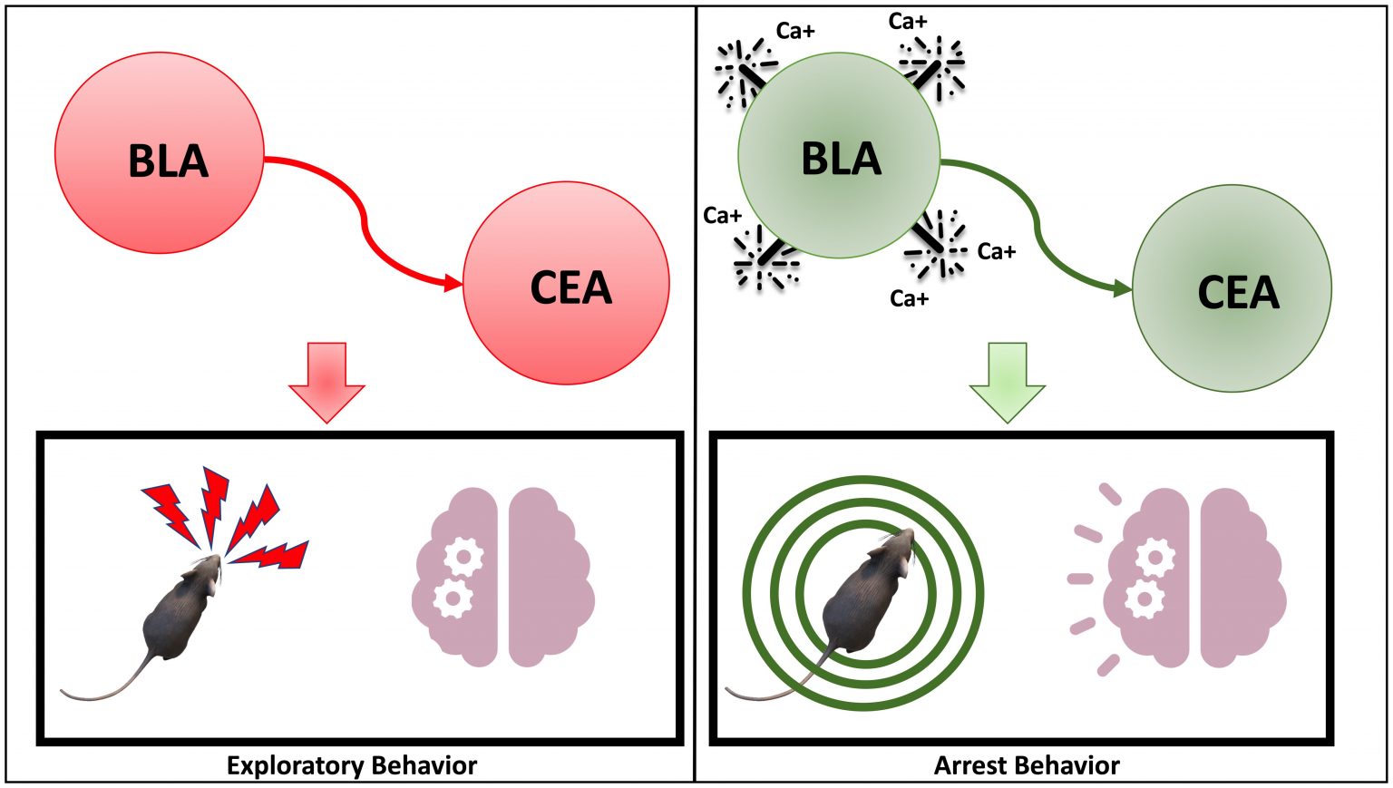 Take a Break: How the Brain Chooses When to Explore and When to Rest ...