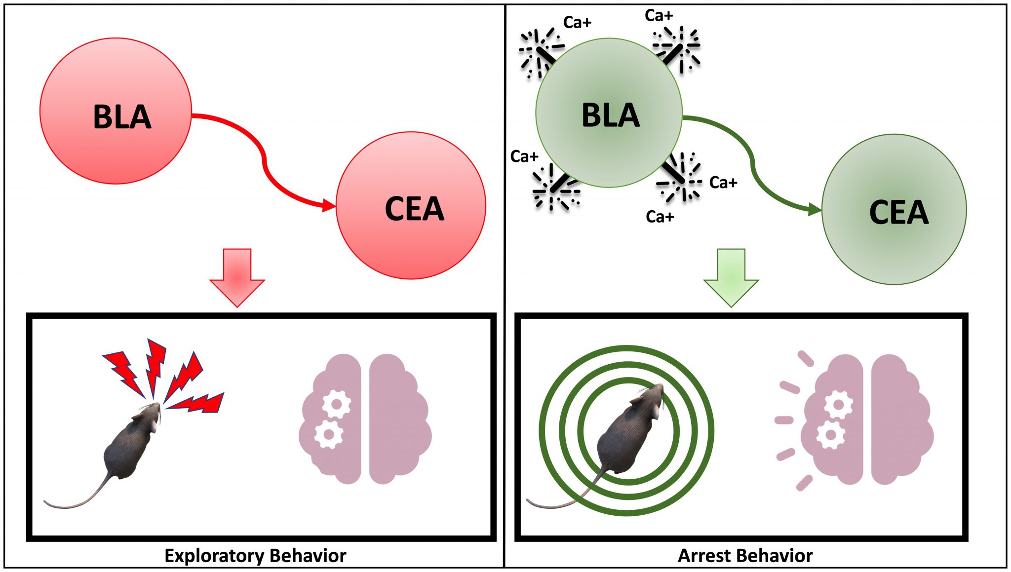 Take a Break: How the Brain Chooses When to Explore and When to Rest ...