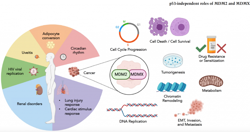 Let’s get MDM2 and MDMX out of the shadow of p53 – Columbia University ...