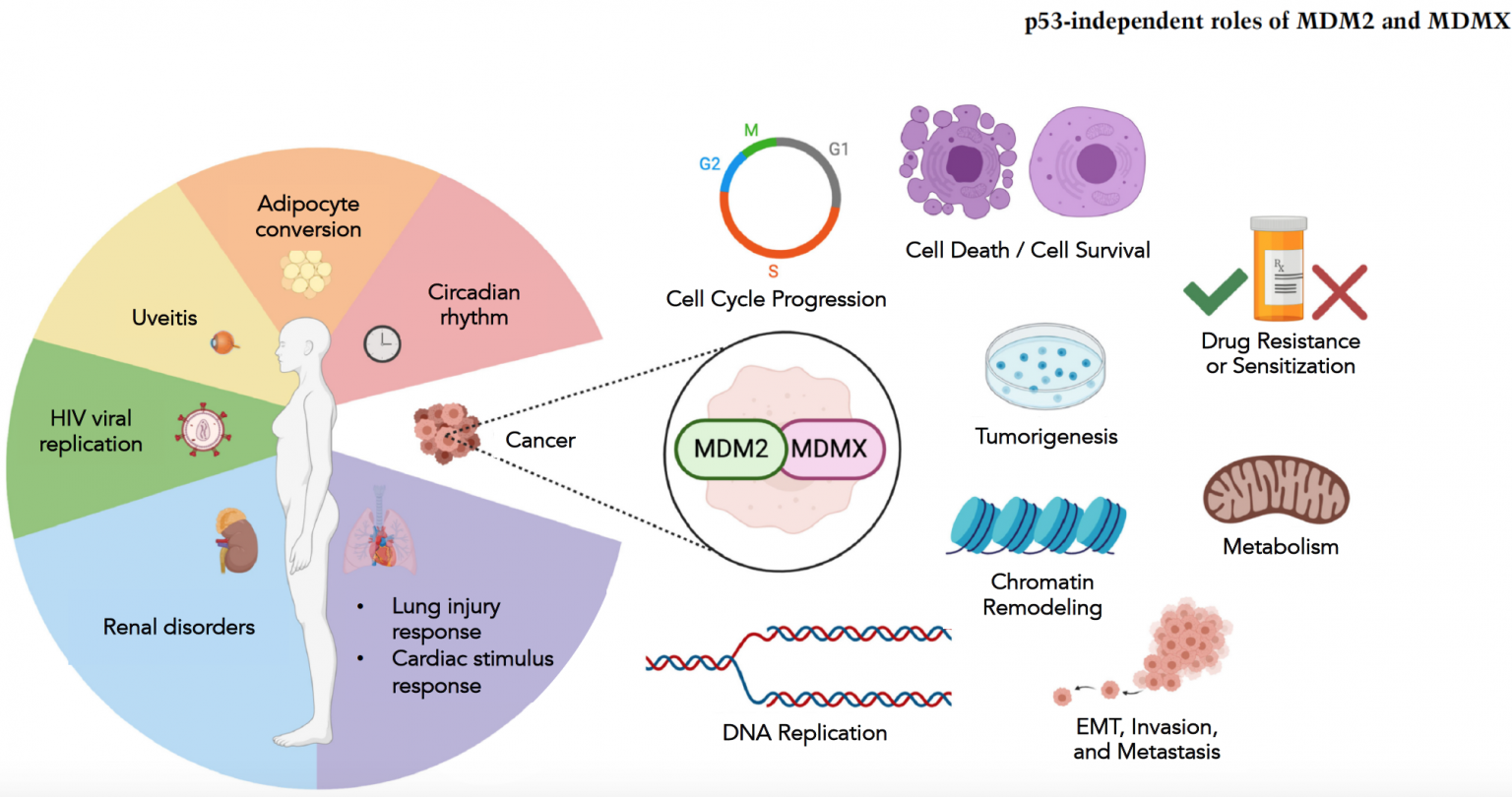 Let’s get MDM2 and MDMX out of the shadow of p53 – Columbia University ...