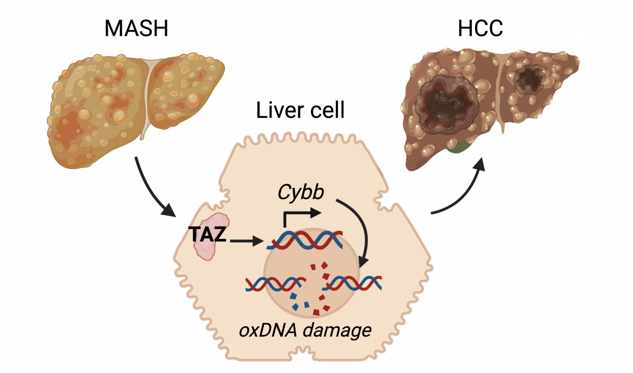 Novel treatment strategies for fatty liver-related cancer – reality or ...