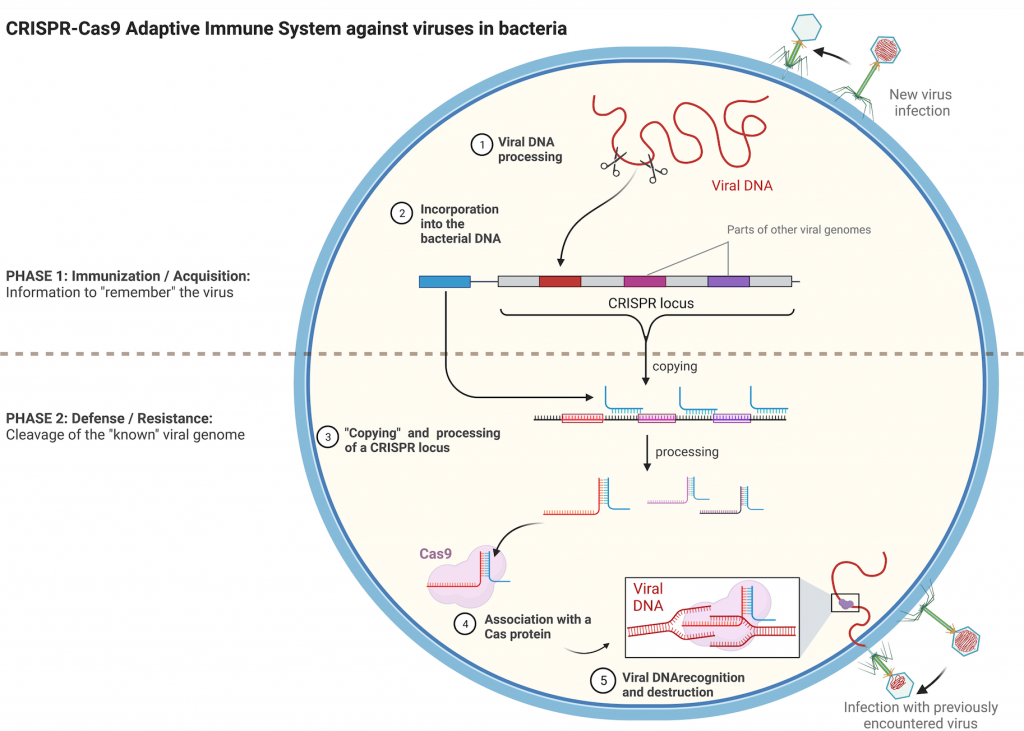 A continuous war between DNA elements shapes genome evolution ...