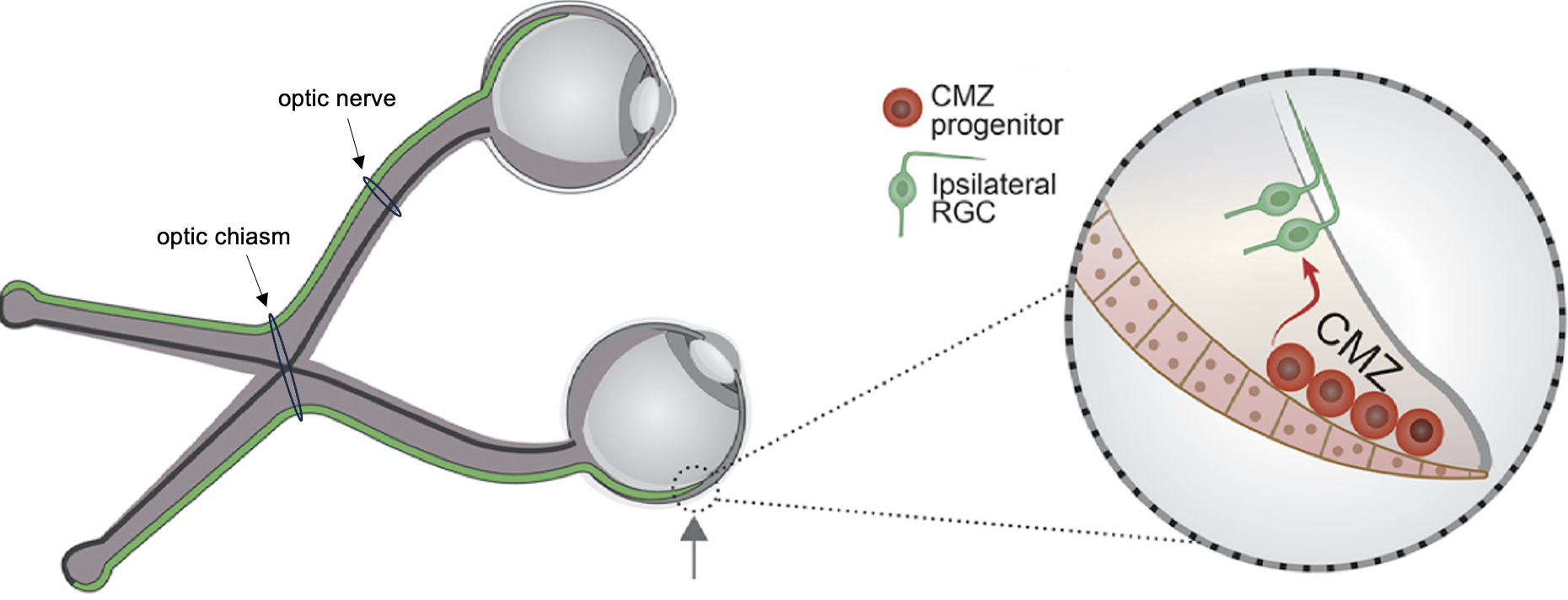 A new advance in understanding the development of binocular vision – Columbia University Postdoc ...