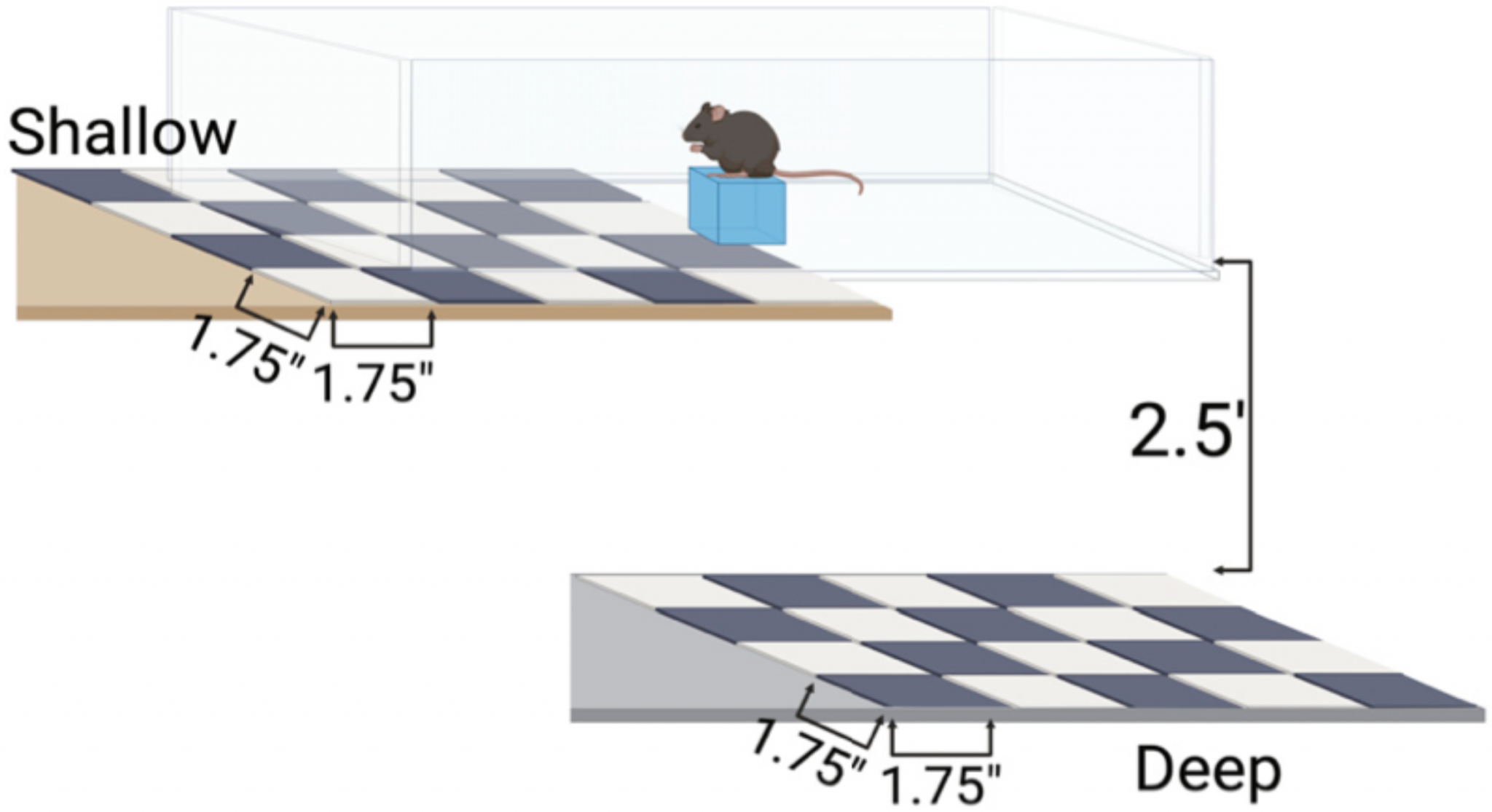 A new advance in understanding the development of binocular vision ...
