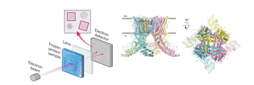 Unveiling the secrets of pain: decoding the structure of a human ...