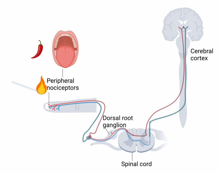 Unveiling the secrets of pain: decoding the structure of a human ...