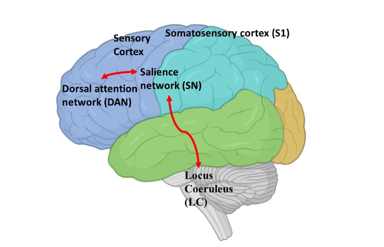 What will capture your attention? – Columbia University Postdoc Society ...