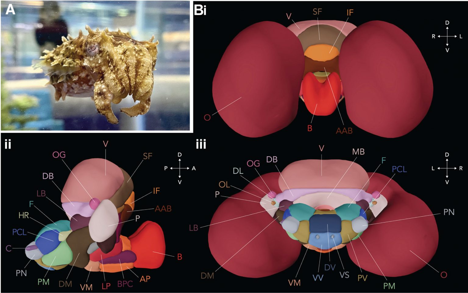 Masters of disguise: unlocking the secrets of color-changing cuttlefish ...