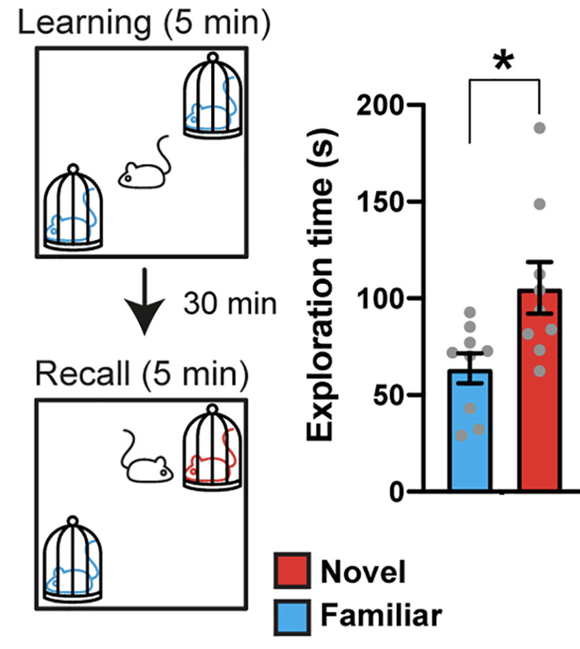 Make new friends or keep the old? A novel brain circuit explains social ...